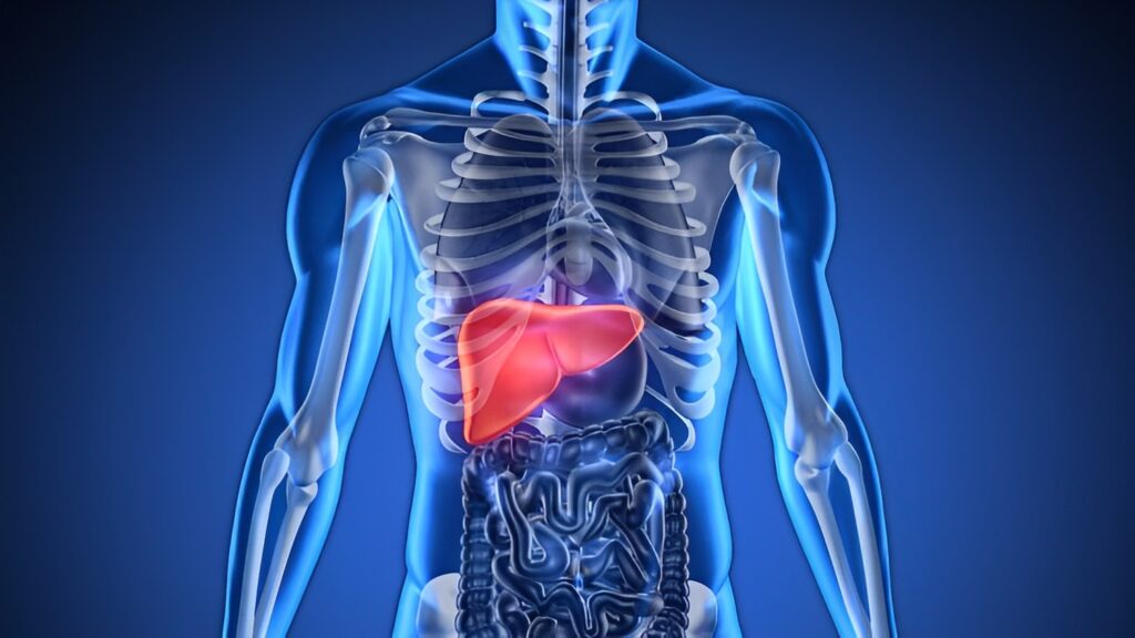 Negeer de signalen van een vervette lever niet! Zo herken je het ...